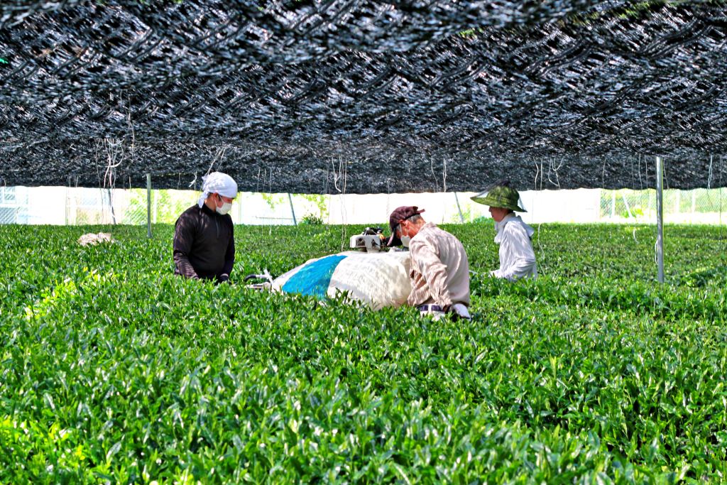 Matcha Tea Plant - Camellia Sinensis – MATCHA DIRECT