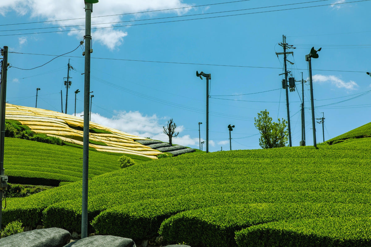 Ceremonial Single Origin for Pro – MATCHA DIRECT